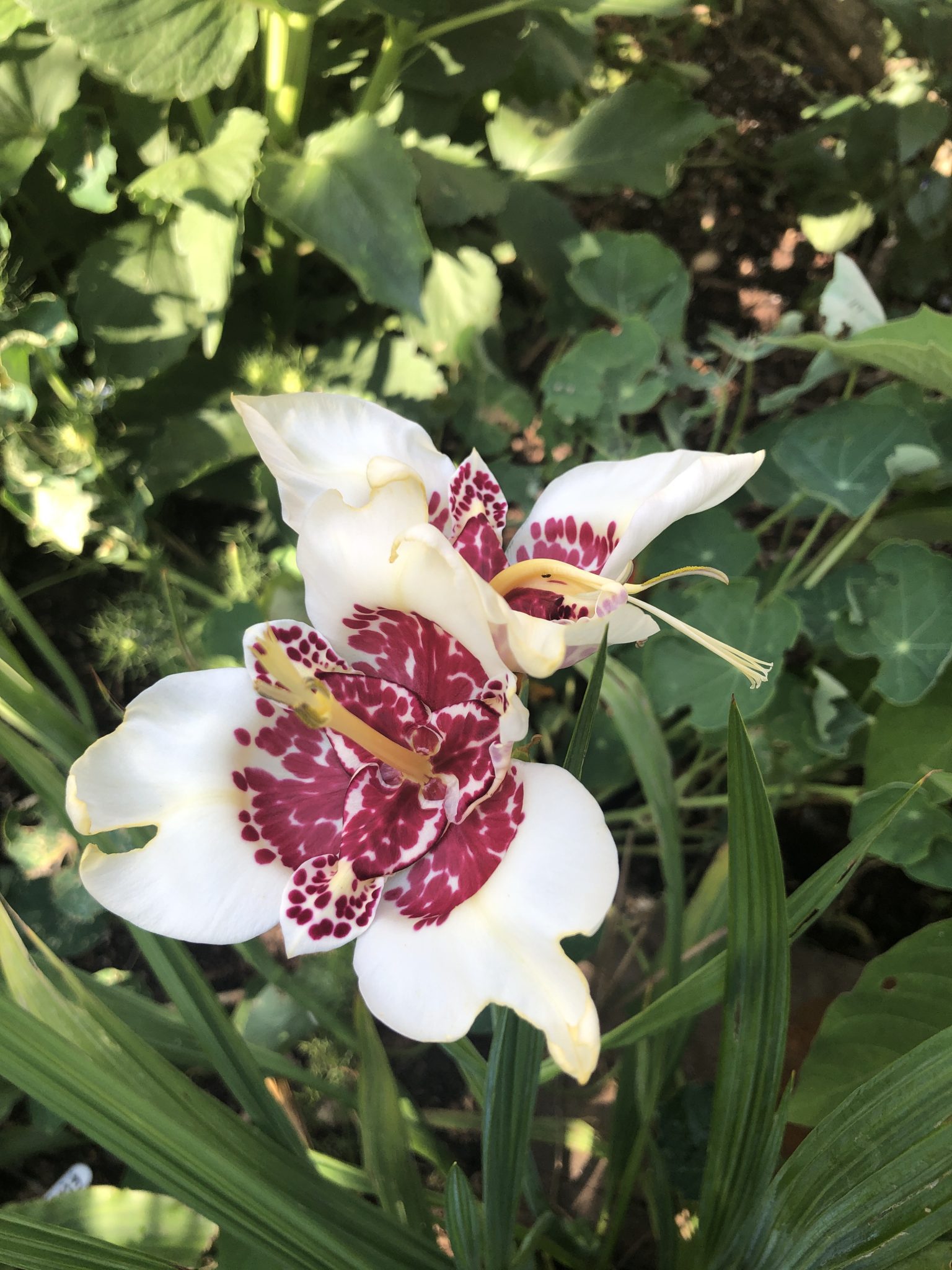 How to grow Tigridia - Tropical Gardening