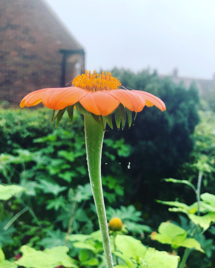 How to grow Tithonia rotundifolia - Tropical Gardening