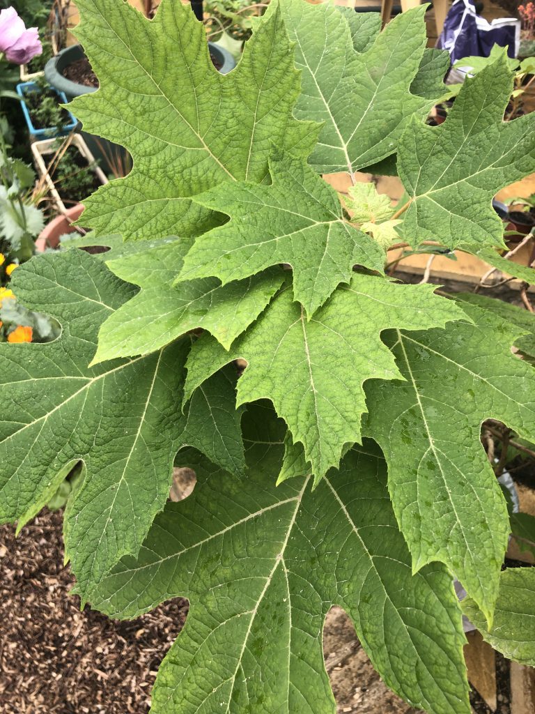 How to grow Oakleaf Hydrangeas - Tropical Gardening