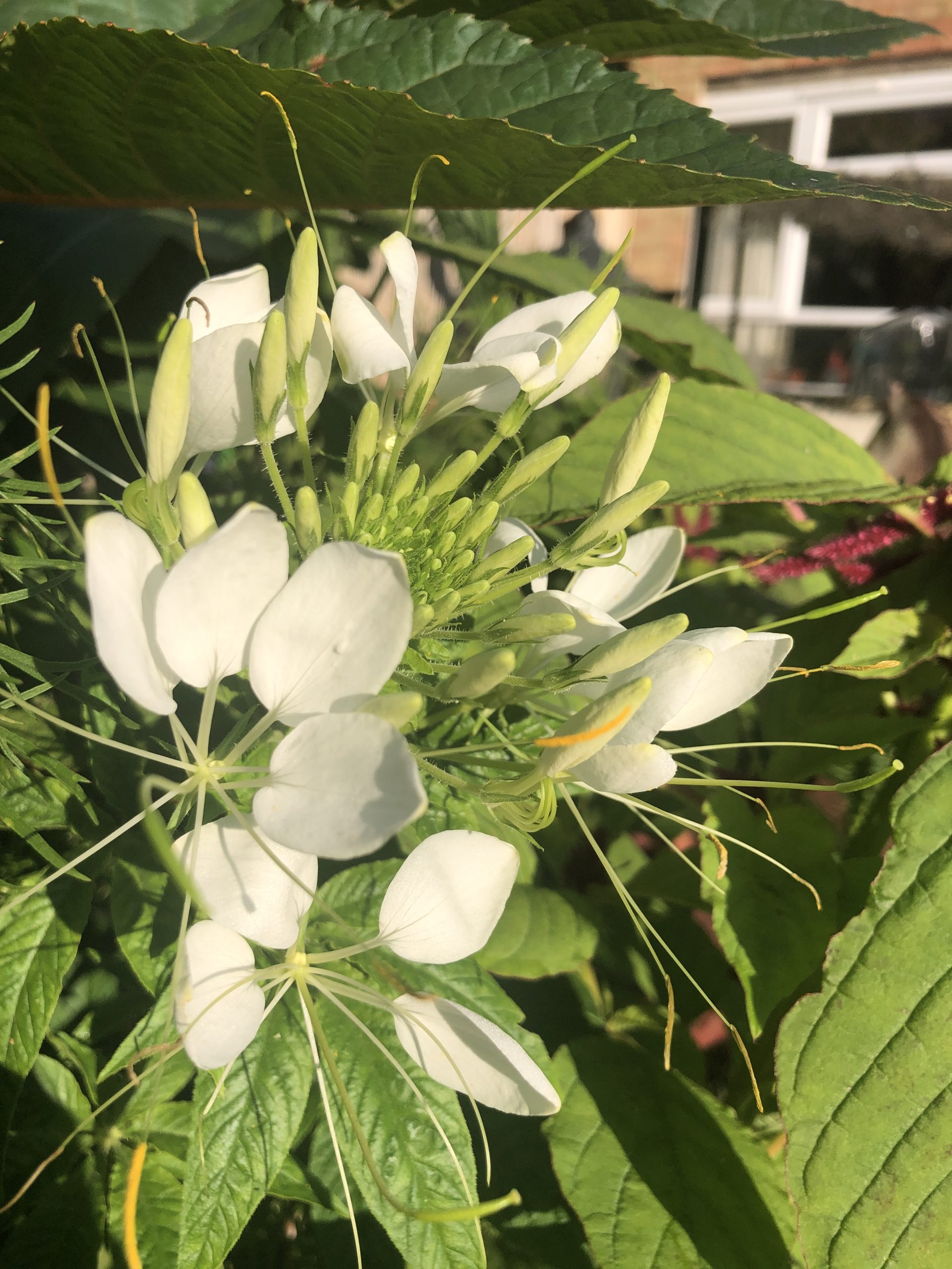 How to grow and care for Cleome - Tropical Gardening