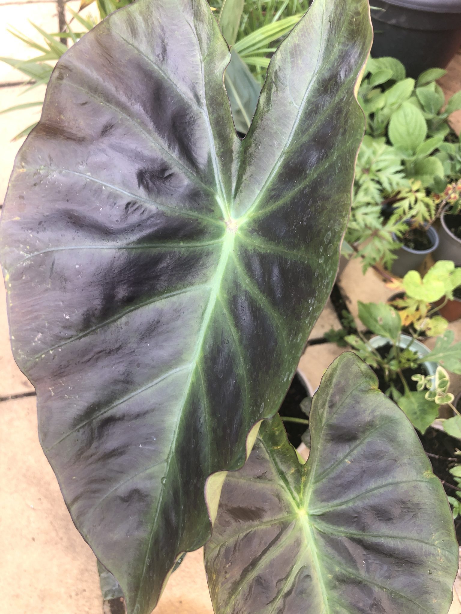 How to grow Colocasia 'Royal Hawaiian Aloha' - Tropical Gardening