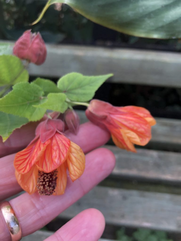 How to grow Abutilon Orange 'Hot Lava' - Tropical Gardening