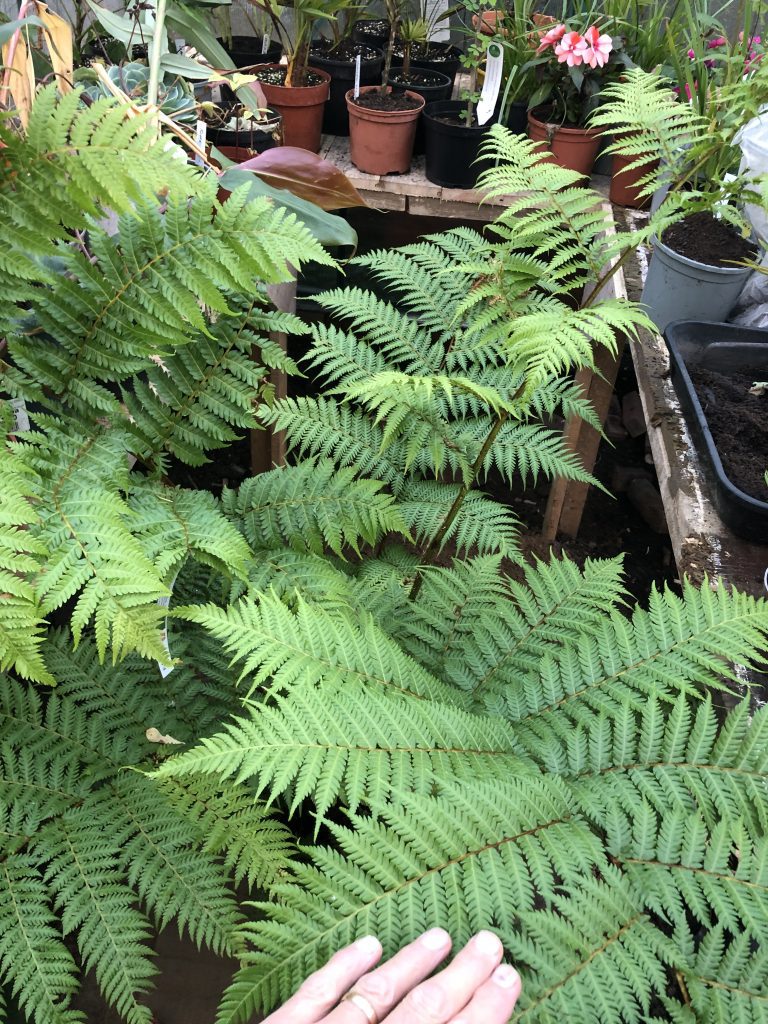 How to grow Cyathea cooperi - Tropical Gardening