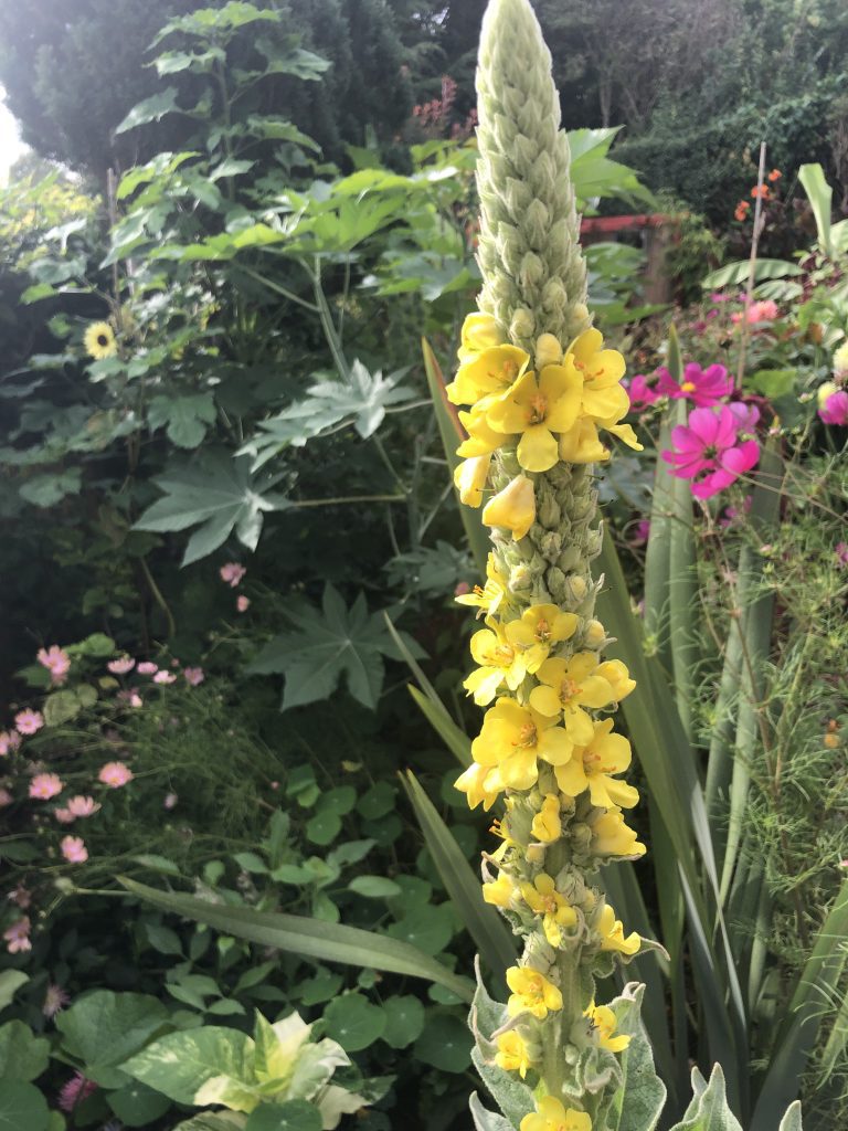 How to grow Verbascum - Tropical Gardening