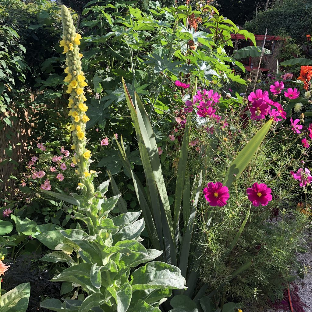 How to grow Verbascum - Tropical Gardening