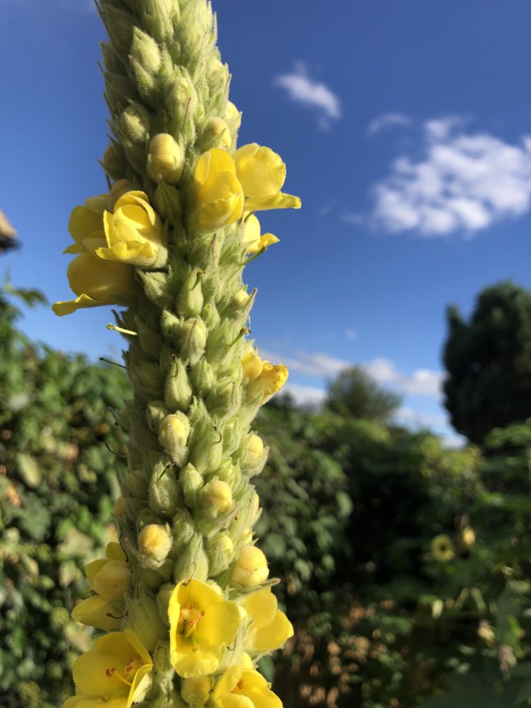 How to grow Verbascum - Tropical Gardening