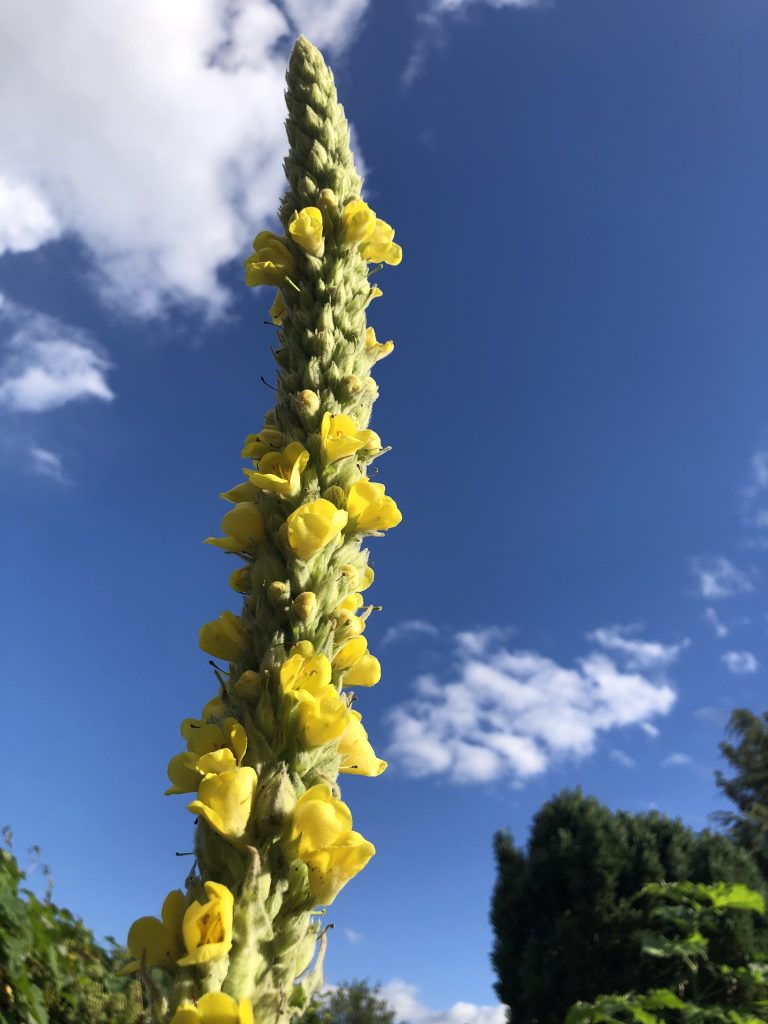 How to grow Verbascum - Tropical Gardening