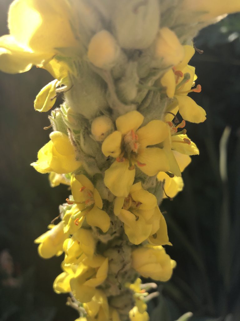 How to grow Verbascum - Tropical Gardening