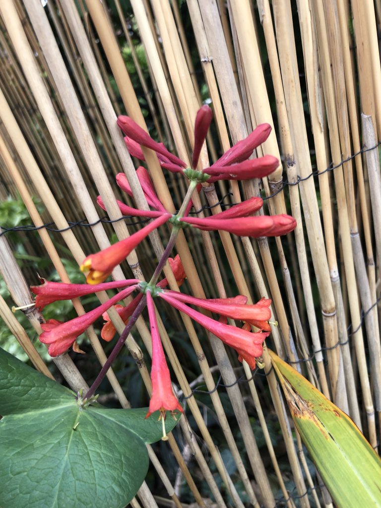 How to Grow Lonicera × brownii 'Dropmore Scarlet' - Tropical Gardening