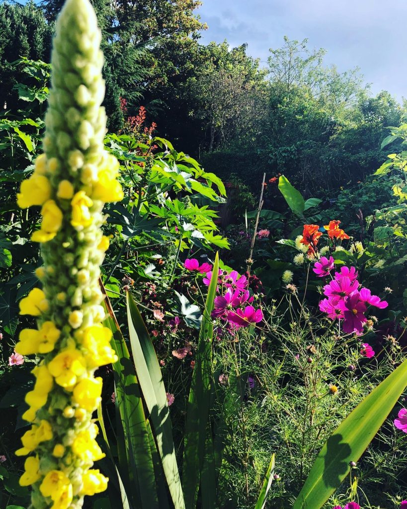How to grow Verbascum - Tropical Gardening