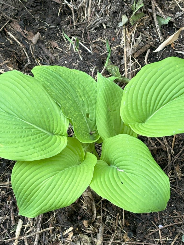What is the largest Hosta? - Tropical Gardening