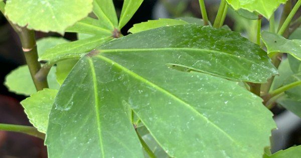 How to grow Pseudopanax 'Cyril Watson' - Local Gardener