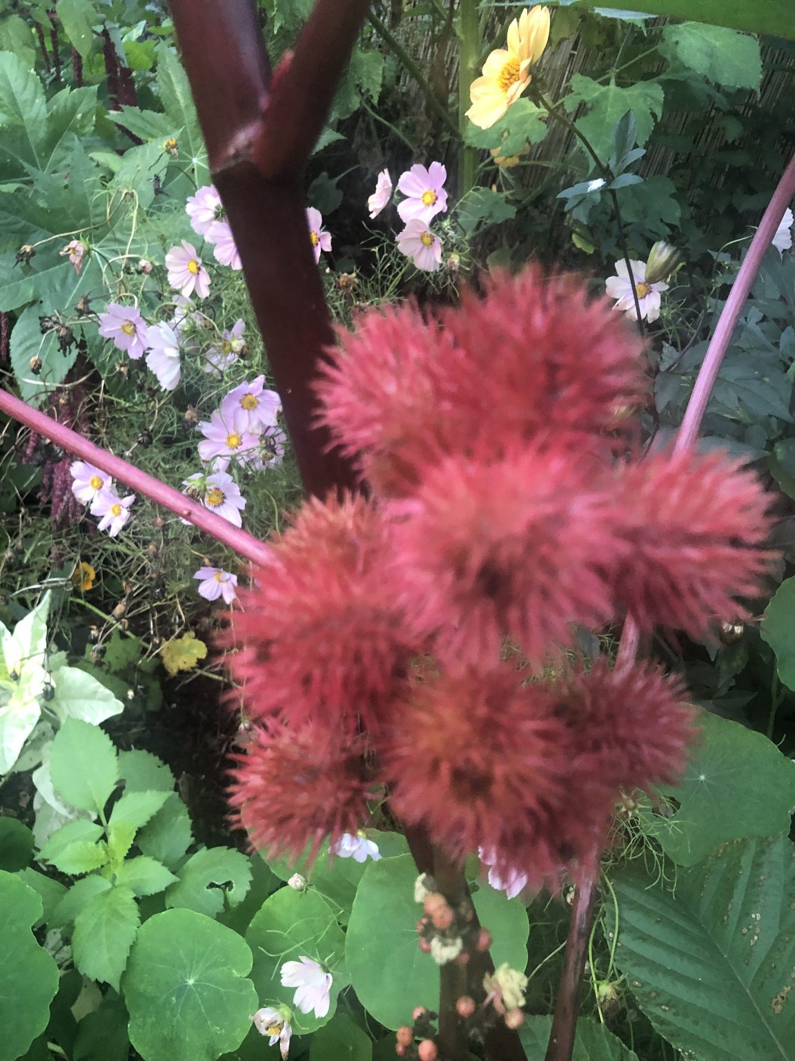 How to Grow Ricinus communis - Tropical Gardening