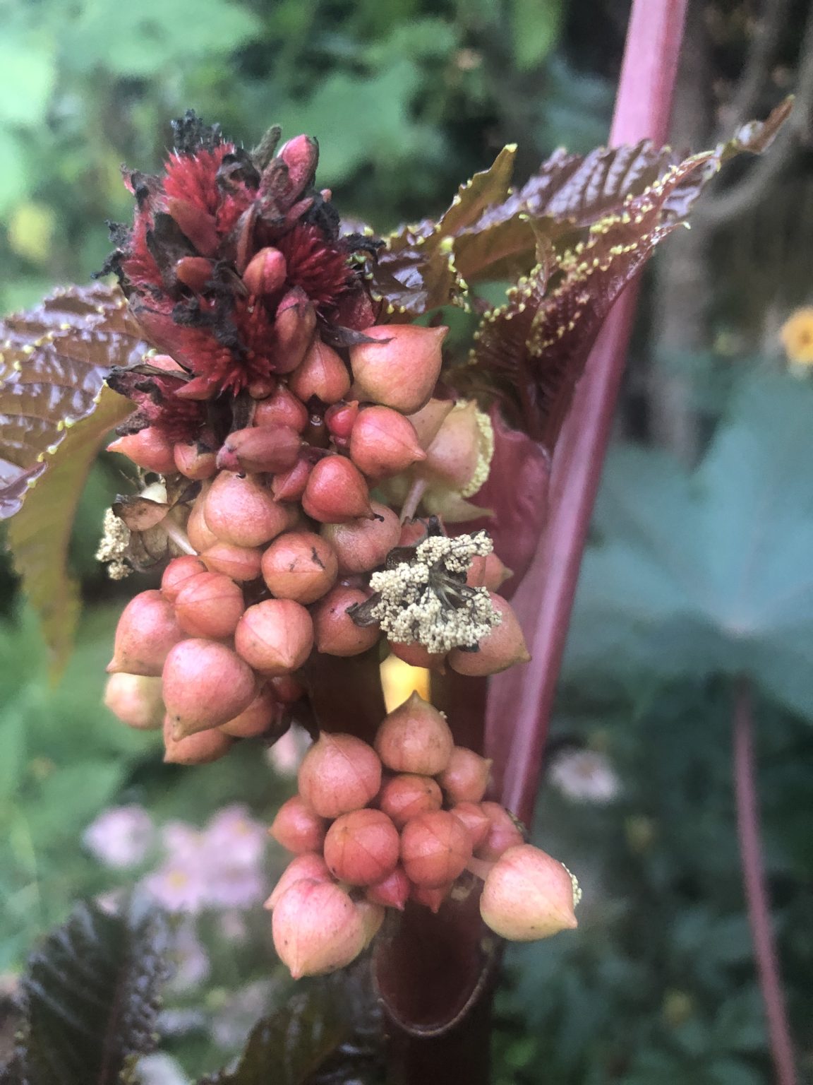 How to Grow Ricinus communis - Tropical Gardening