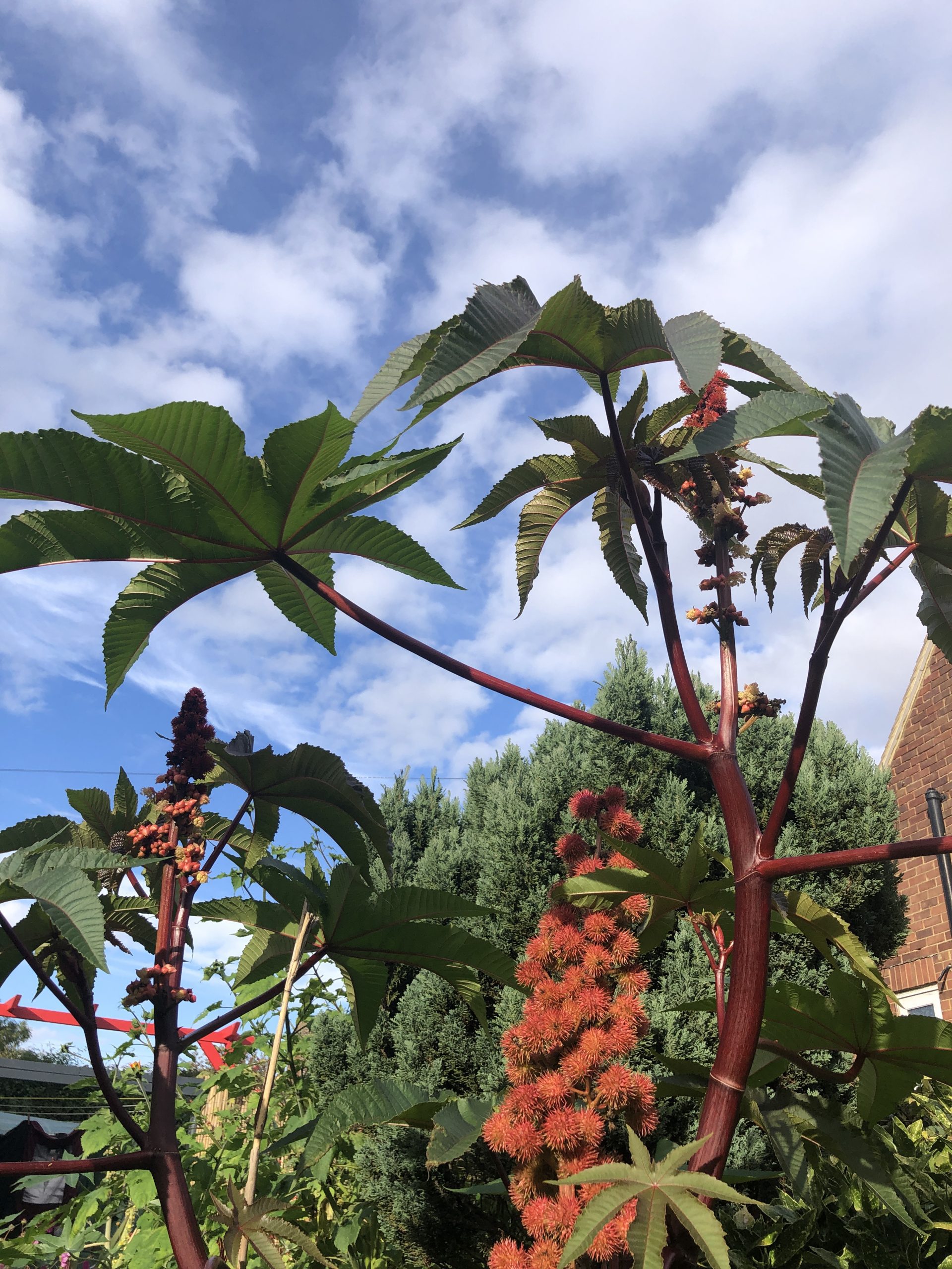 How to Grow Ricinus communis - Tropical Gardening