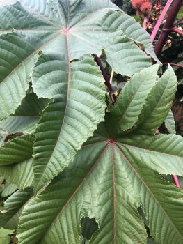 How to Grow Ricinus communis - Tropical Gardening