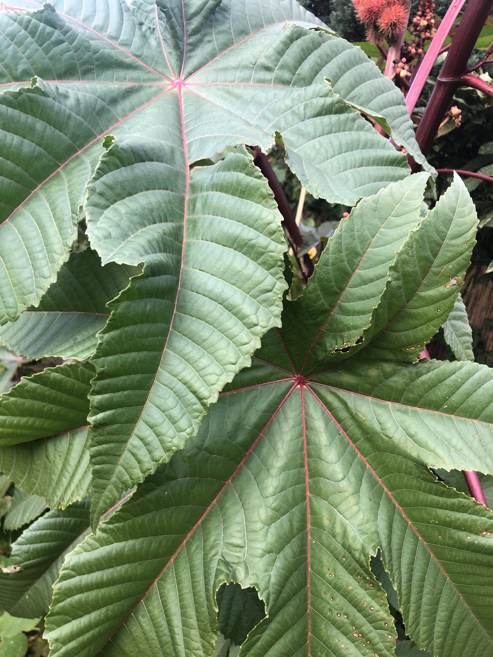 How to Grow Ricinus communis - Tropical Gardening