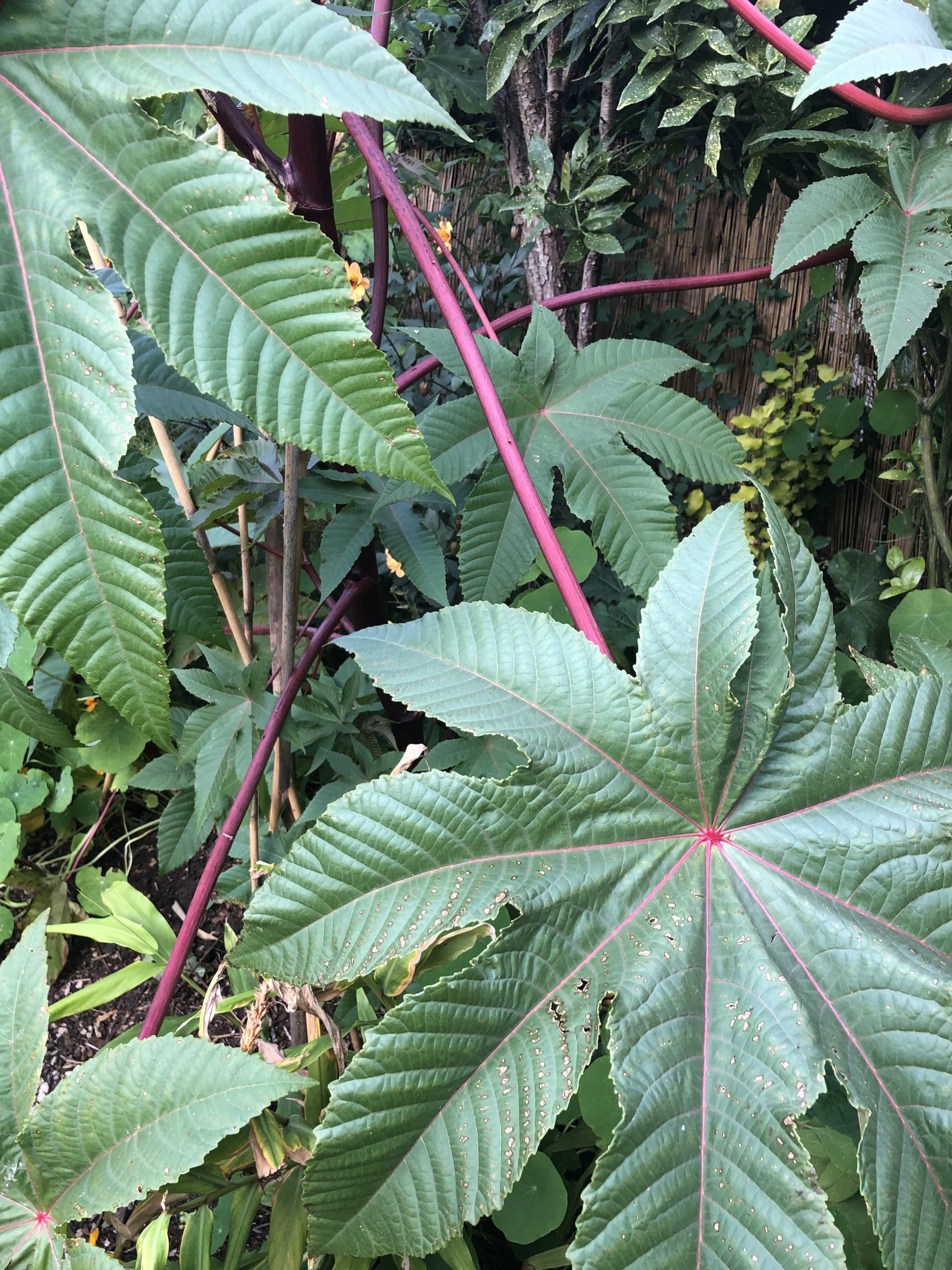How to Grow Ricinus communis - Tropical Gardening