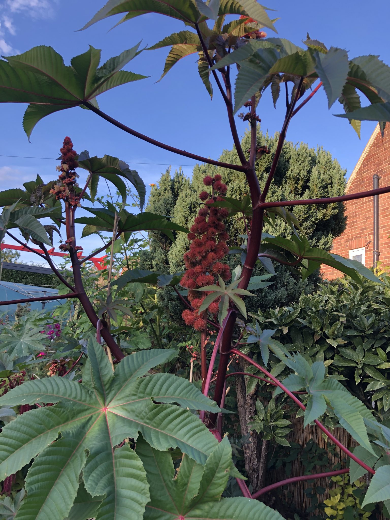 How to Grow Ricinus communis - Tropical Gardening
