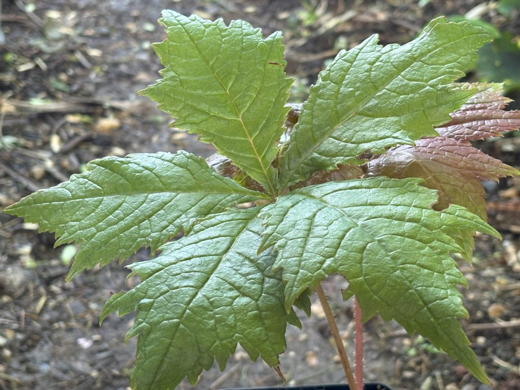 How to Grow Rodgersia podophylla 'Crûg's Colossus': - Tropical Gardening