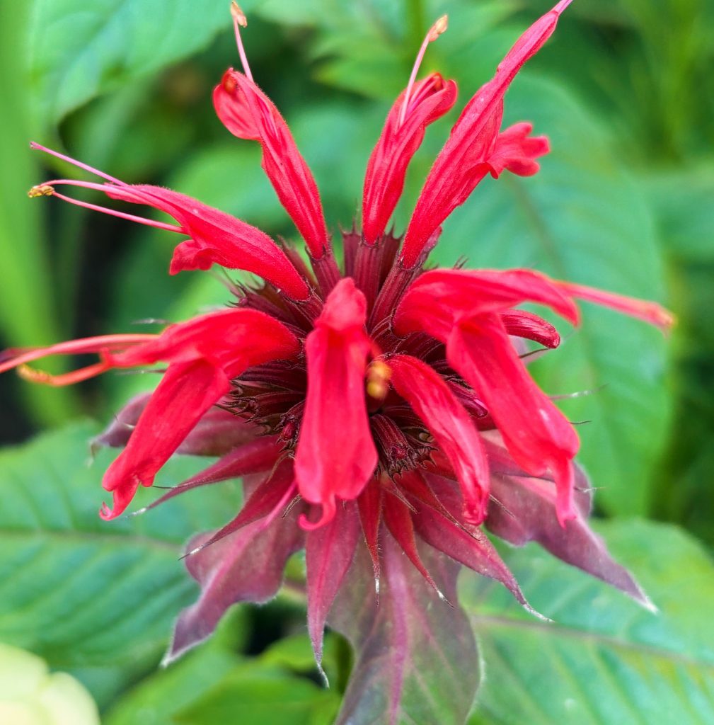 How To Grow Monarda - Tropical Gardening