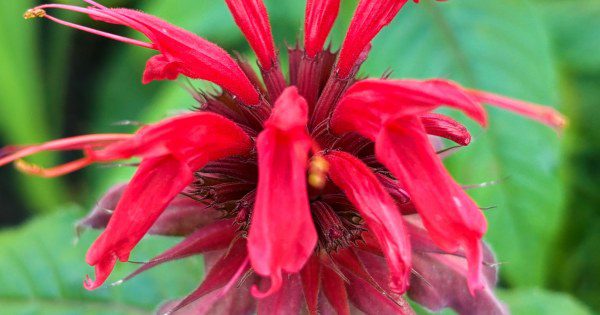 How To Grow Monarda - Local Gardener
