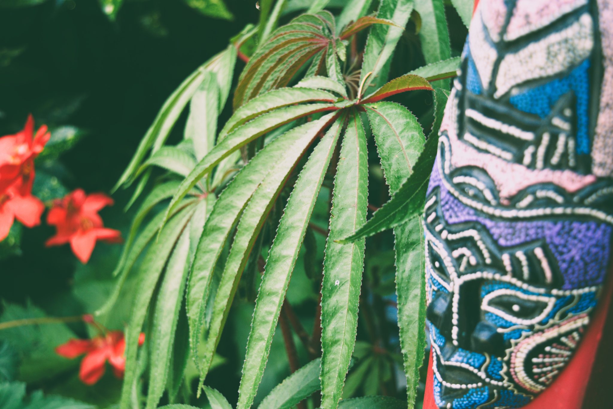 Begonia luxurians: A Gem for Tropical Style Gardens in the UK ...