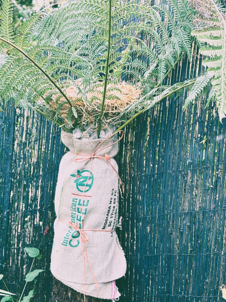 What's the best way to protect tree ferns over winter? - Tropical Gardening