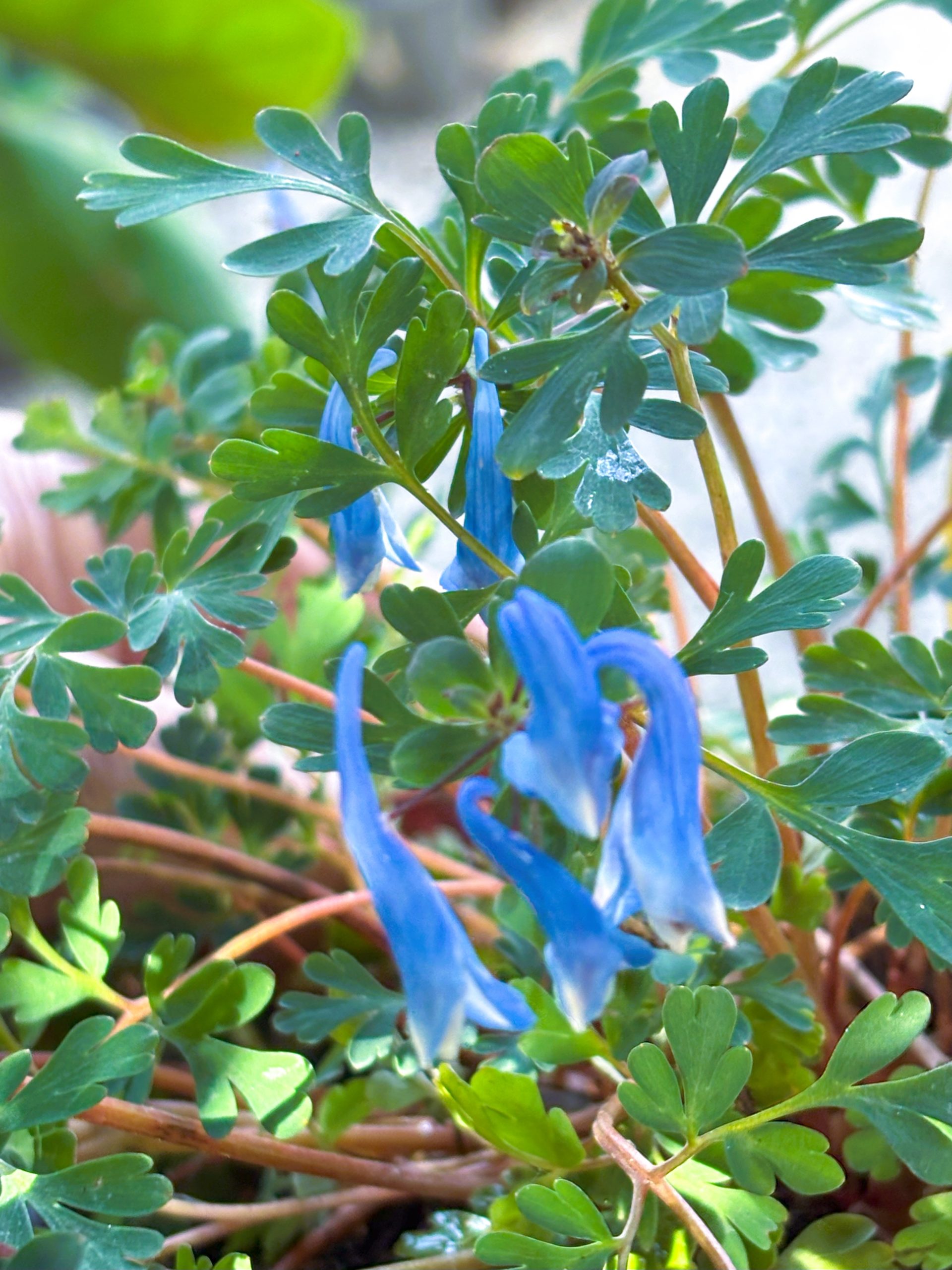 Grow Guide: Corydalis ‘Blue Heron’ - Tropical Gardening